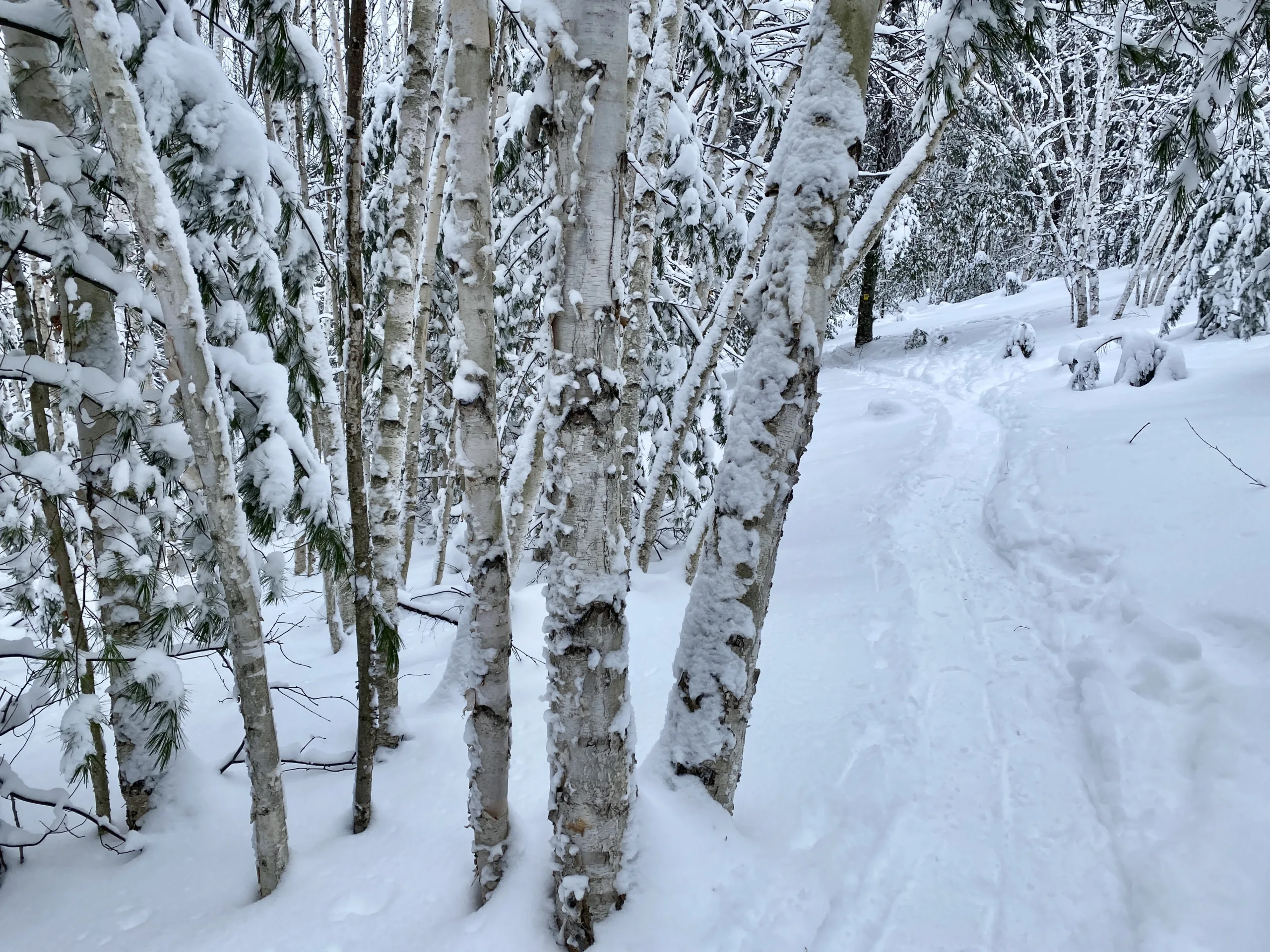 Birkie Ventures – American Birkebeiner